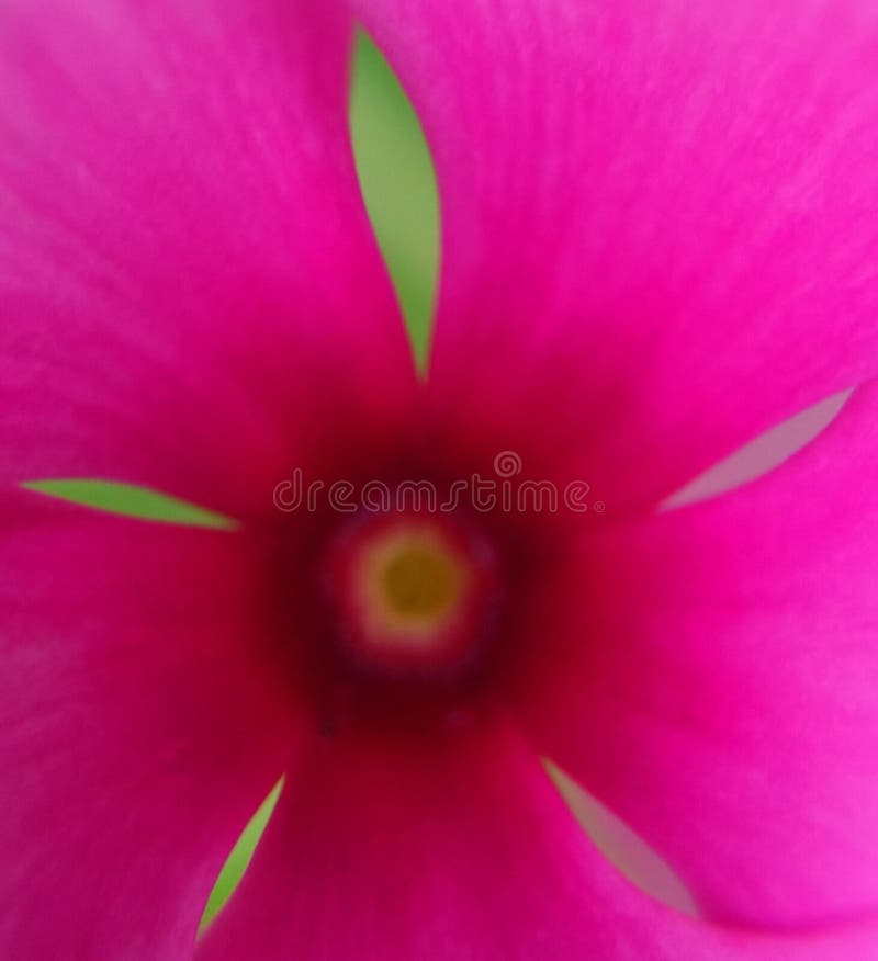 Pink Gardenia flower stock image. Image of violet, leaf - 181925575