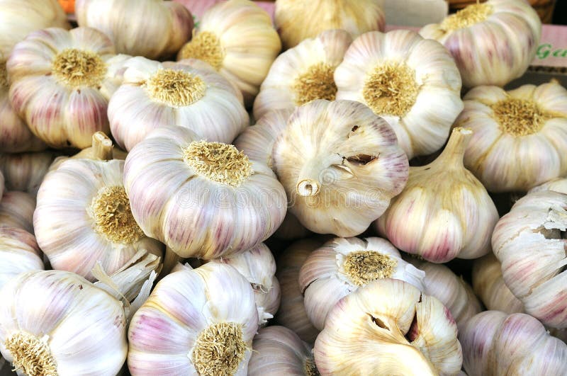 Pink garlic stock photo. Image of bulbs, cook, culinary - 16903204