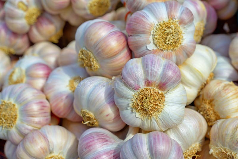 Pink garlic stock image. Image of habits, folklore, garlic - 34440557