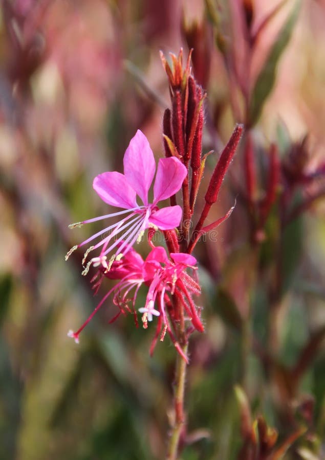 Pink gaura flower stock image. Image of lindheimeri, color - 96047817