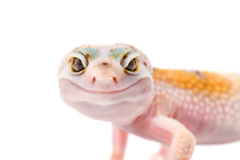 Cute Gecko macro portrait stock photo. Image of small - 30237640