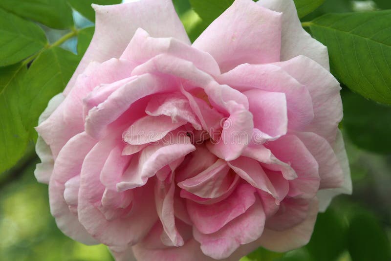 Pink gentle rose stock image. Image of bush, macro, bloom - 190776277