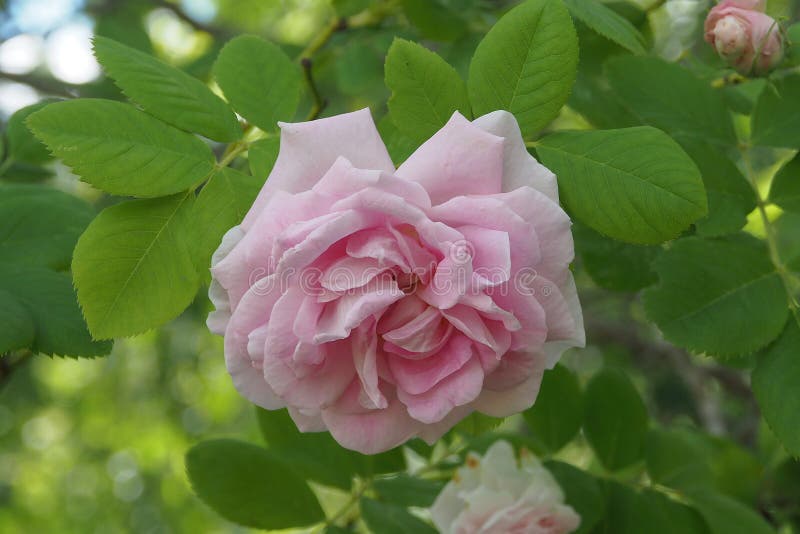 Pink gentle rose stock photo. Image of green, grow, love - 190776278