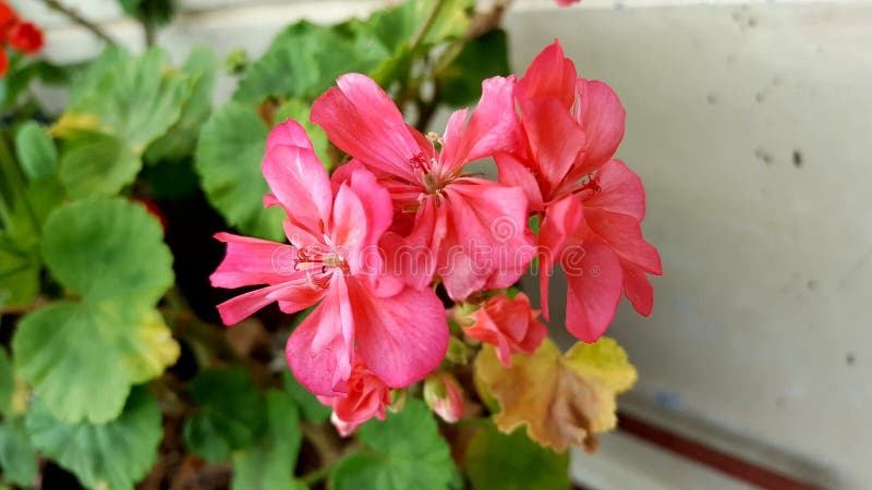 Pink geranium stock photo. Image of outdoor, bloom, flower - 96946194