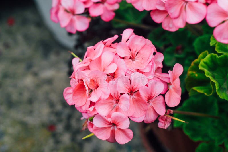 Pink geranium close up. stock photo. Image of pink, plant - 154255378