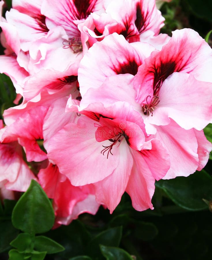 Pink geranium flower stock image. Image of plant, pink - 15852525