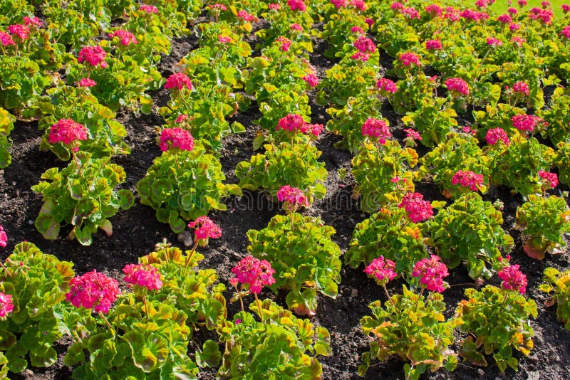 Pink Geranium Flower Bed stock image. Image of flora - 44980719