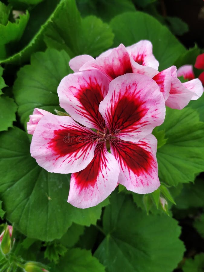 Pink Geranium Flower Closeup. Pelargonium Stock Photo - Image of ...