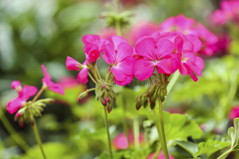 Pink Geranium Flower in Garden Summer Stock Image - Image of bloom ...