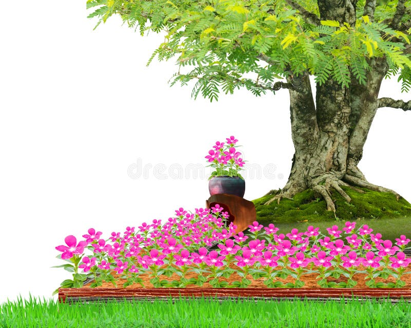 Geranium Under the Palm Trees Stock Photo - Image of colored, green ...