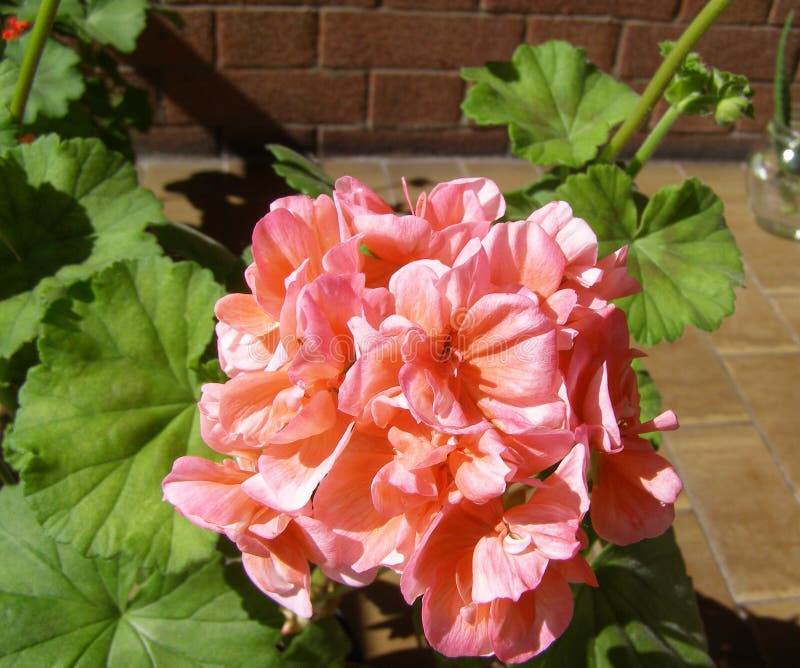 Pink geranium flower stock photo. Image of geraniales - 213317818