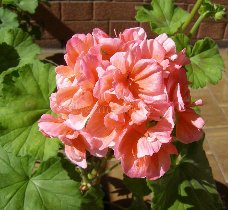 Pink geranium flower stock image. Image of vegetation - 213319745