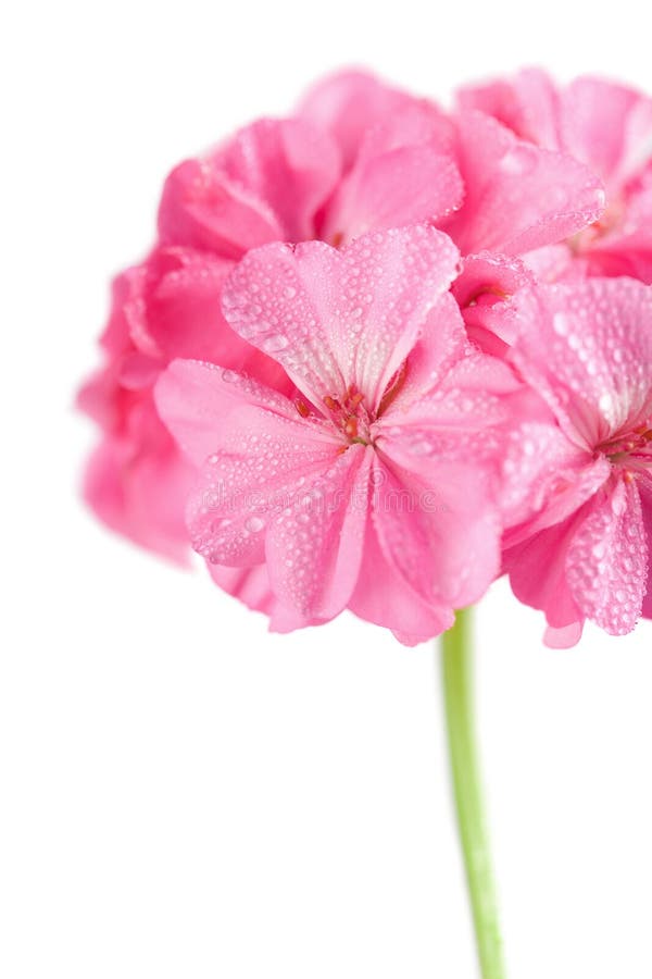 Light pink geranium stock photo. Image of raceme, flower - 30279048