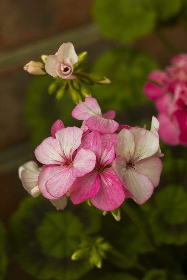 Pink Geranium Flowers on Branch, Vibrant Color Stock Image - Image of ...