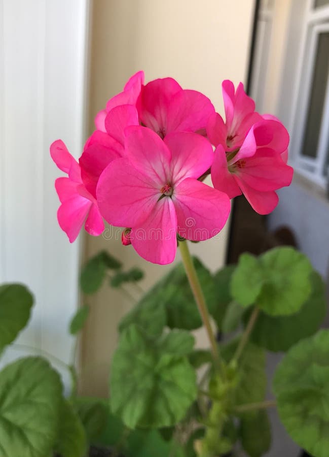 Pink geranium flowers stock photo. Image of season, blooming - 125280352