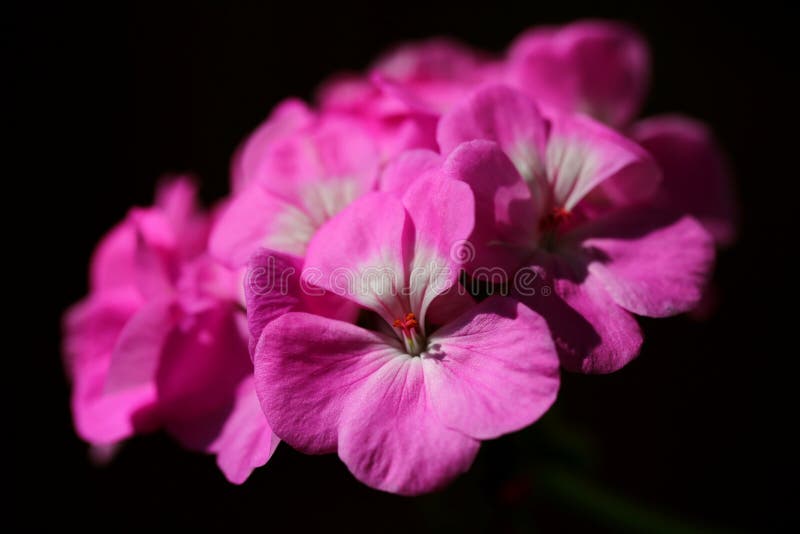 Pink geranium flowers stock photo. Image of closeup - 155158846