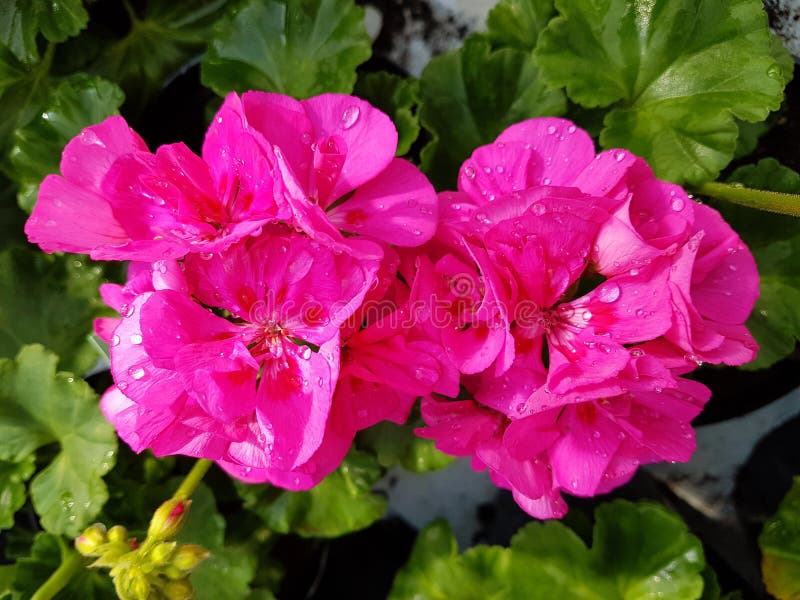 Pink geranium flower stock photo. Image of double, bloom - 142244736