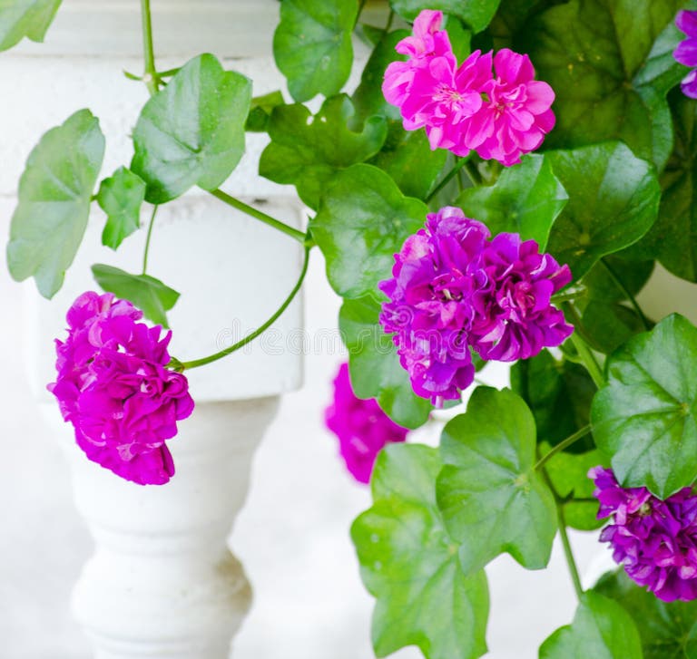 Pink geranium flowers stock image. Image of nature, background - 36951693