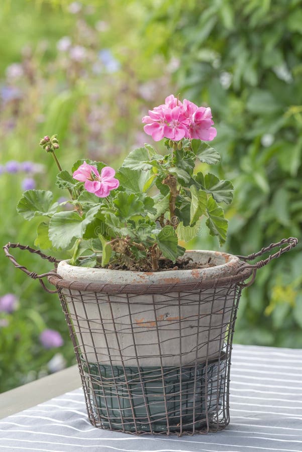 Pink geranium in garden stock image. Image of pink, flower - 155198499