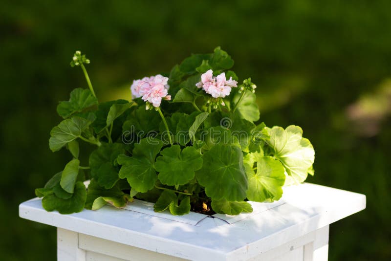 Pink Geranium Growing in Flower Bed in the Summer Park Stock Photo ...