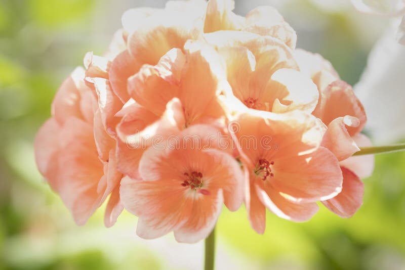 Pink Geranium in the Morning Light. Stock Photo - Image of morning ...