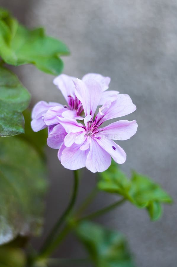 Pink Geranium Pelargonium stock image. Image of fresh - 277809073
