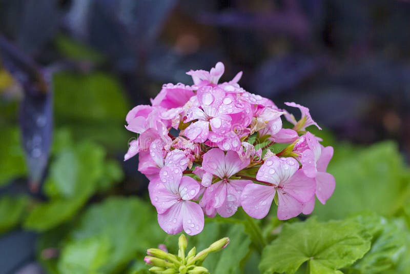 Pink geranium stock photo. Image of ornamental, purple - 99031036
