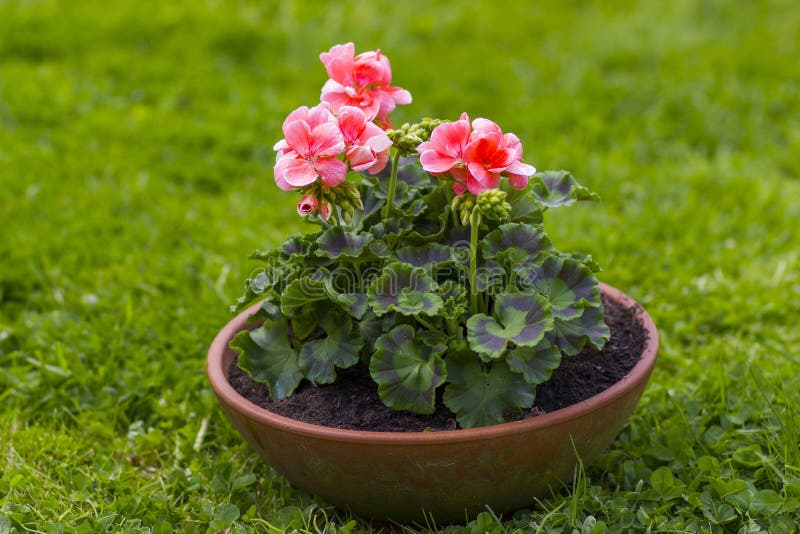 Pink geranium stock photo. Image of plant, balcony, decoration - 92405874