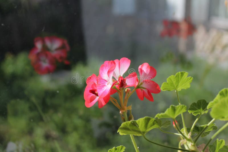 Pink geranium stock image. Image of flowers, nature, plant - 49290483