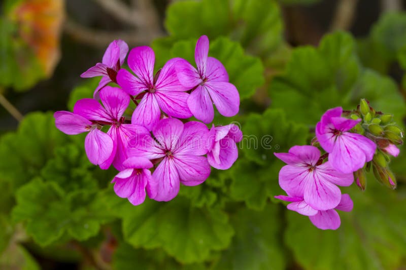 Pink Geraniums in the Garden Stock Image - Image of pelargonium, petal ...
