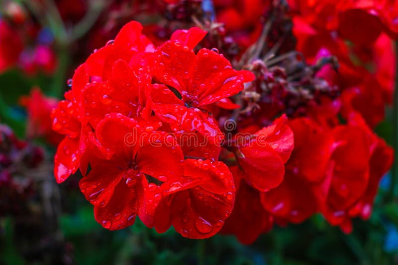 Pink Geraniums in Garden in Spring - Spring Flower, Out of Focus Stock ...