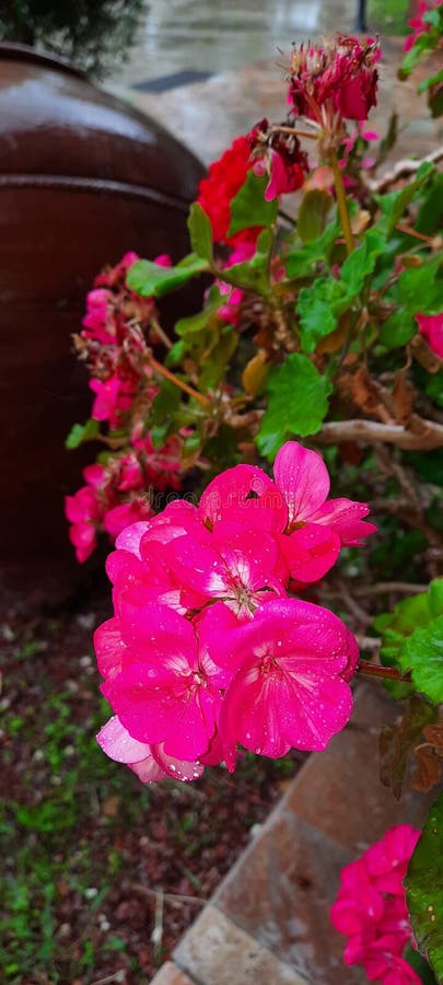 Pink Geraniums in a Pot in the Garden Stock Image - Image of branch ...