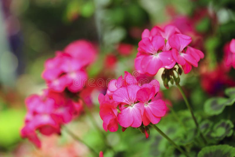 Pink Geraniums in a Summer Garden Stock Photo - Image of bloom, plant ...