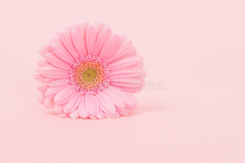 Pink gerber daisy stock photo. Image of plant, vintage - 66422948