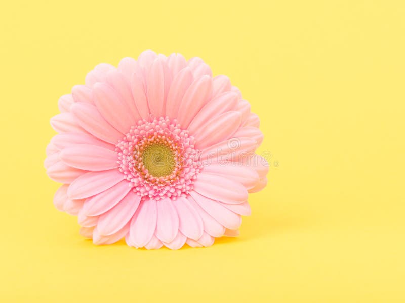 Pink gerber daisy stock photo. Image of plant, vintage - 66422948