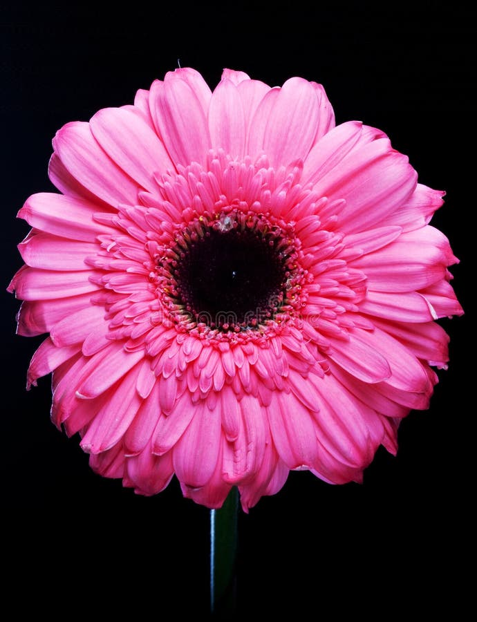 Bright Pink Gerbera Daisies Stock Image - Image of pink, flora: 1107505