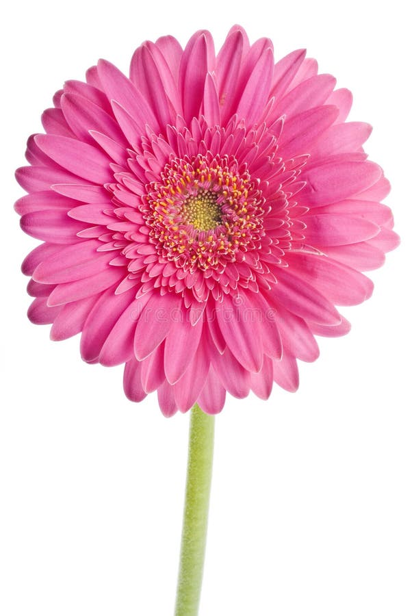 Pink Gerbera stock photo. Image of isolated, closeup - 10327048