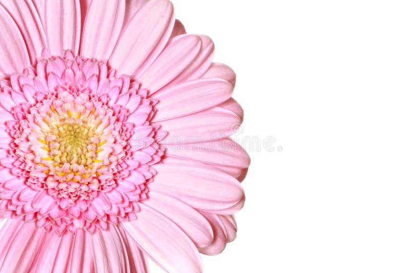 Pink gerbera stock image. Image of botany, fresh, daisy - 12566049