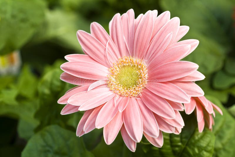 Pink Gerbera stock image. Image of nature, flowers, leaf - 13740085