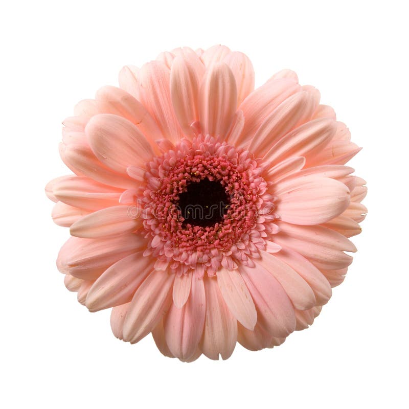 Pink gerbera stock photo. Image of african, season, daisy - 19054496