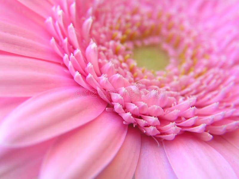 Pink gerbera stock photo. Image of spring, pastels, gerbera - 419762