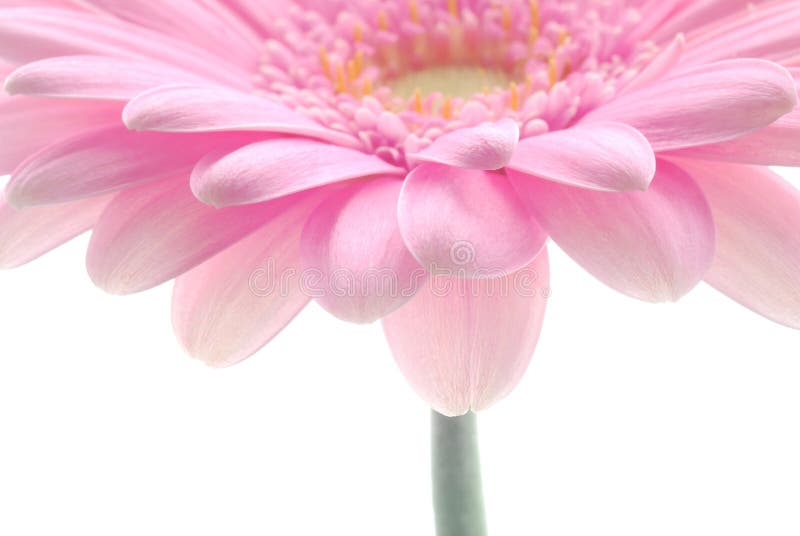 Pink gerbera stock photo. Image of botanic, nature, gerbera - 4620950