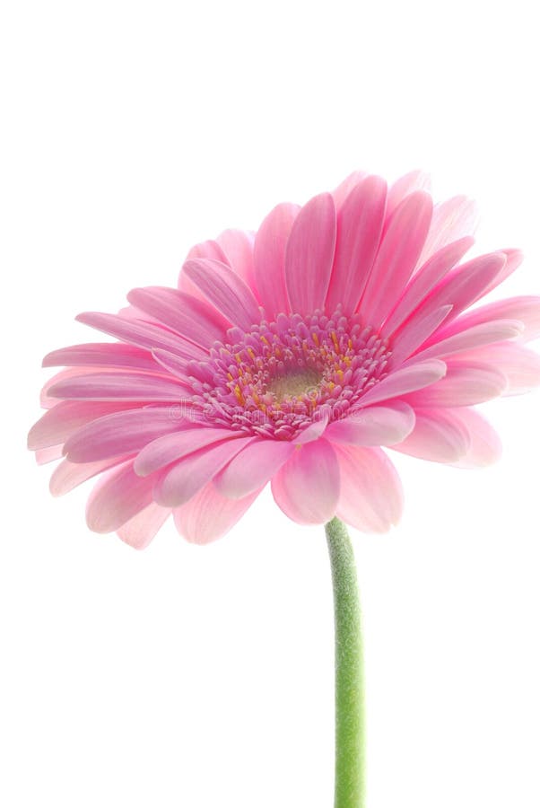 Pink Gerbera stock image. Image of gerbera, garden, petals - 46325983
