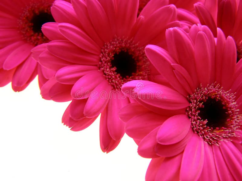 Pink gerbera stock photo. Image of bloom, gerbera, pair - 5333500