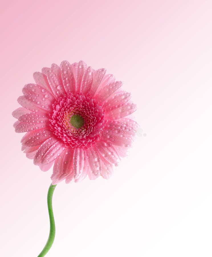 Pink gerbera stock photo. Image of daises, head, gerbera - 7446562