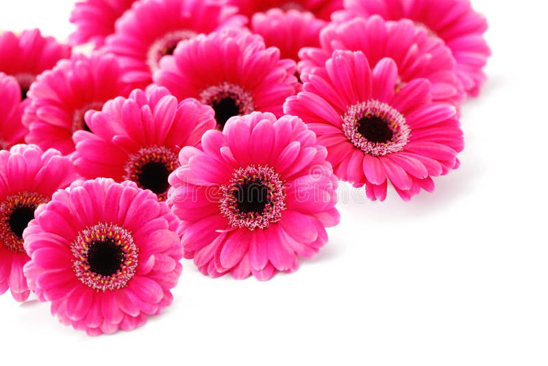 Bright Pink Gerbera Daisies Stock Image - Image of pink, flora: 1107505