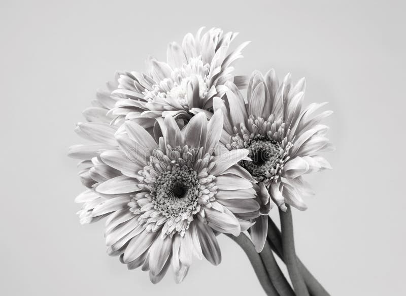 Gerbera daisy flower stock image. Image of flower, growth - 101684741