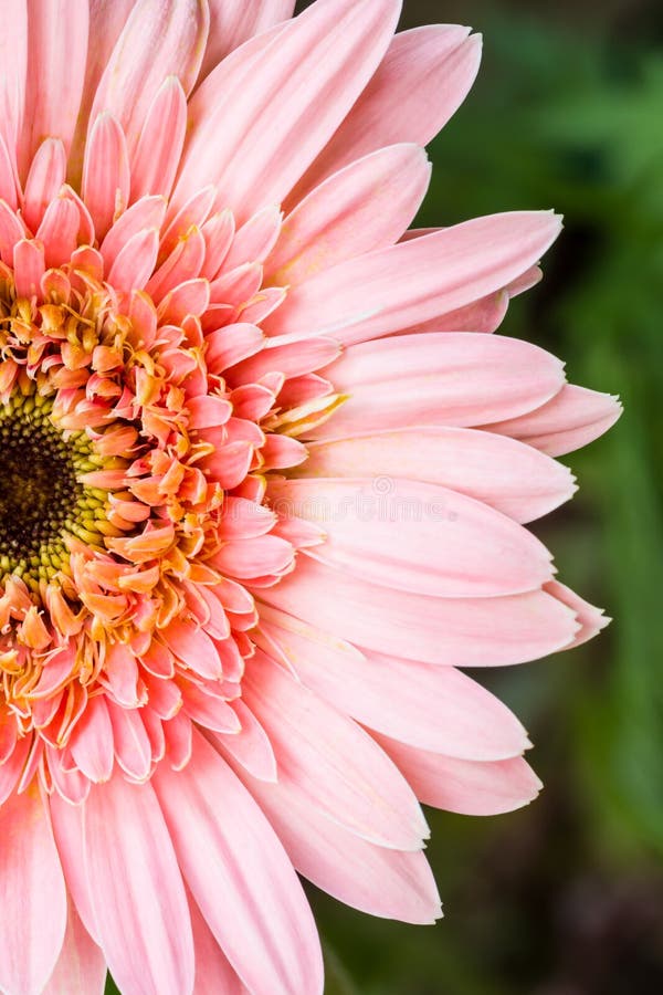 Pink gerbera daisy. stock photo. Image of decor, bright - 37557924