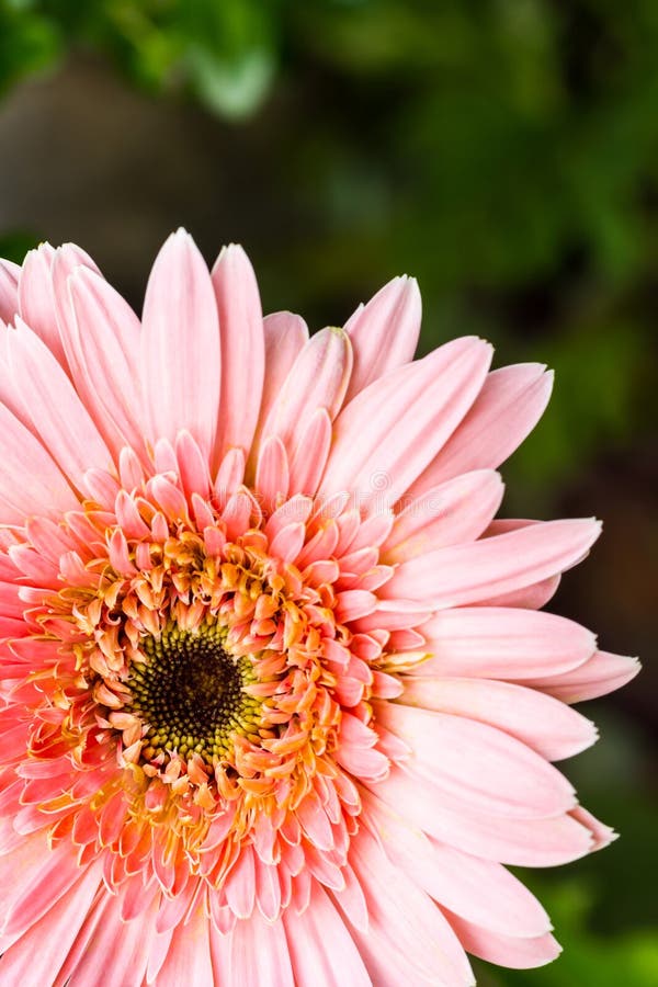 Pink gerbera daisy. stock photo. Image of gift, beauty - 37557926