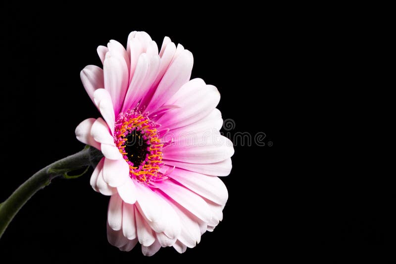 Pink Gerbera Daisy on a Black Background Stock Image - Image of ...